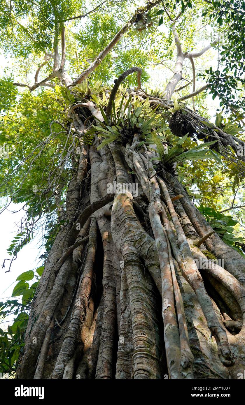 Tree in the forest, view from below Stock Photo - Alamy