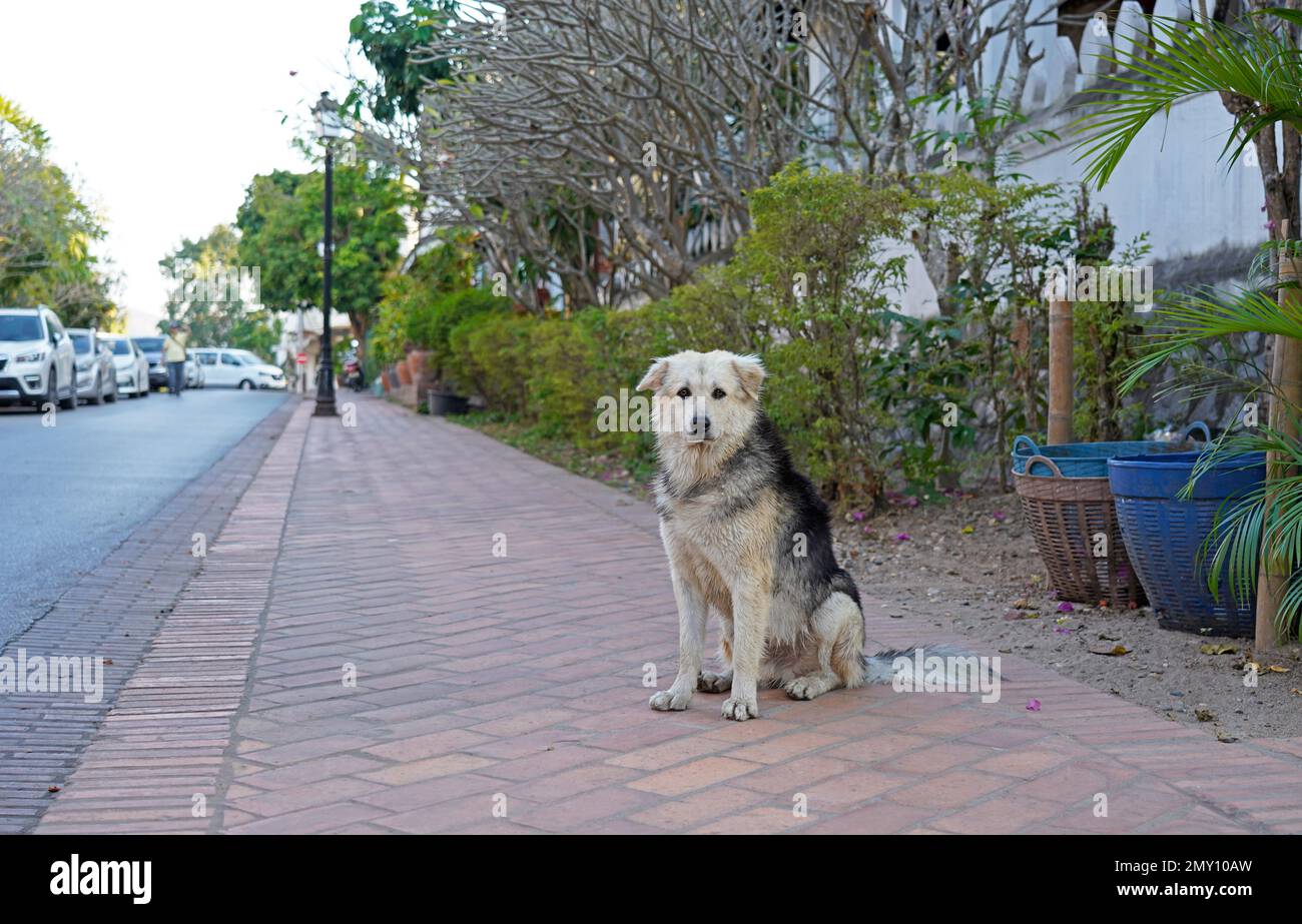 Sitting street dog hi-res stock photography and images - Alamy