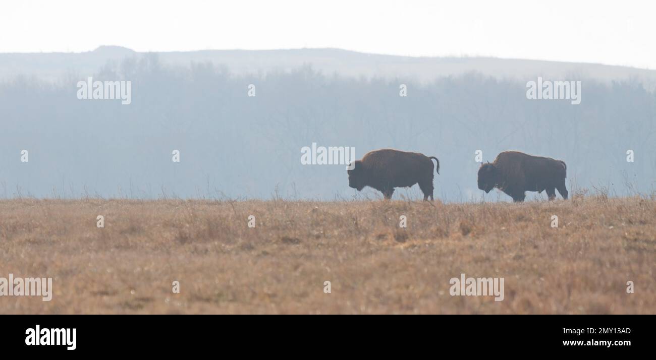Silhouetted by fog, two buffalo graze in the prairie Stock Photo - Alamy