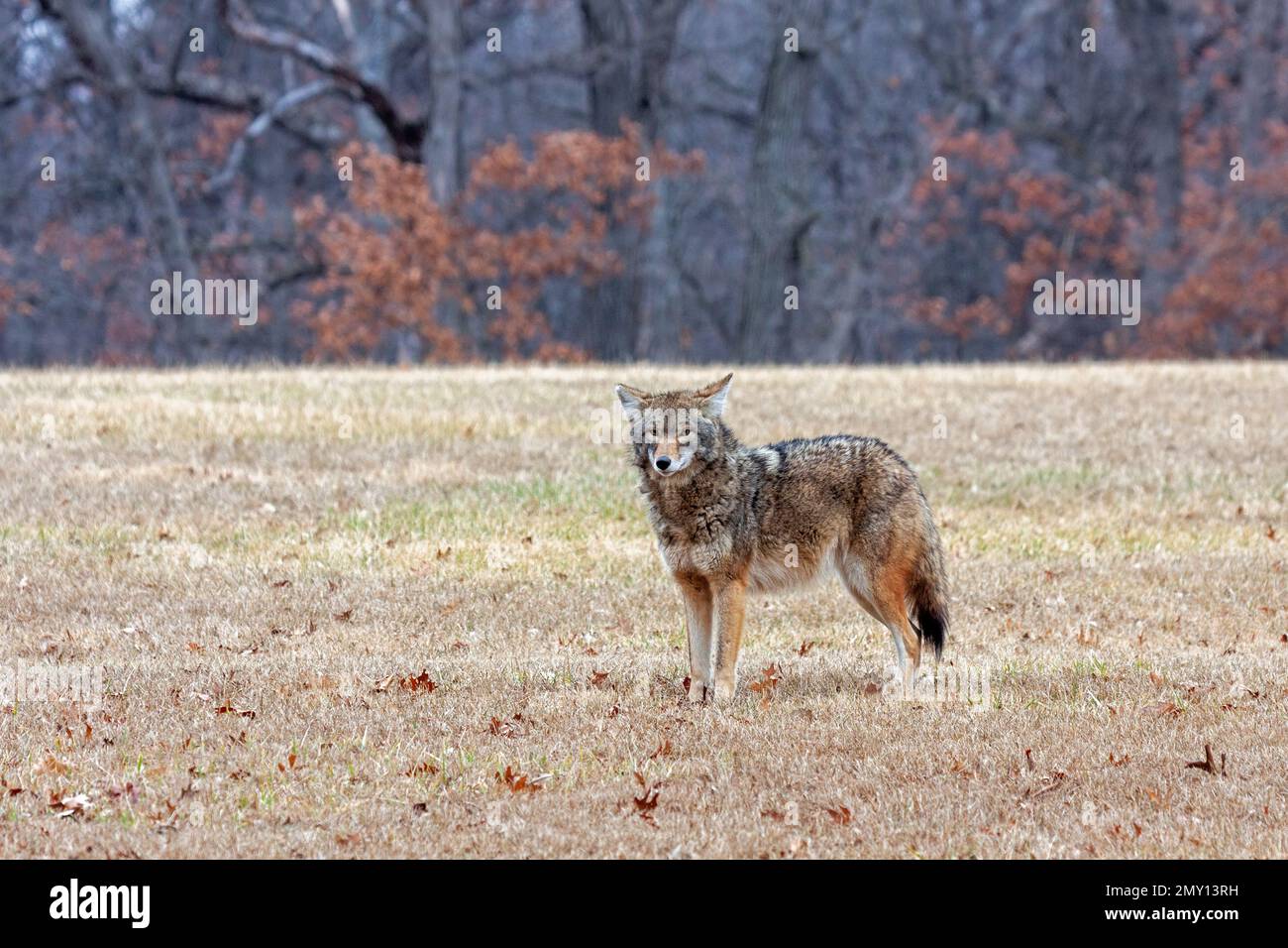 A coyote stands at attention in an open prairie looking into the camera ...