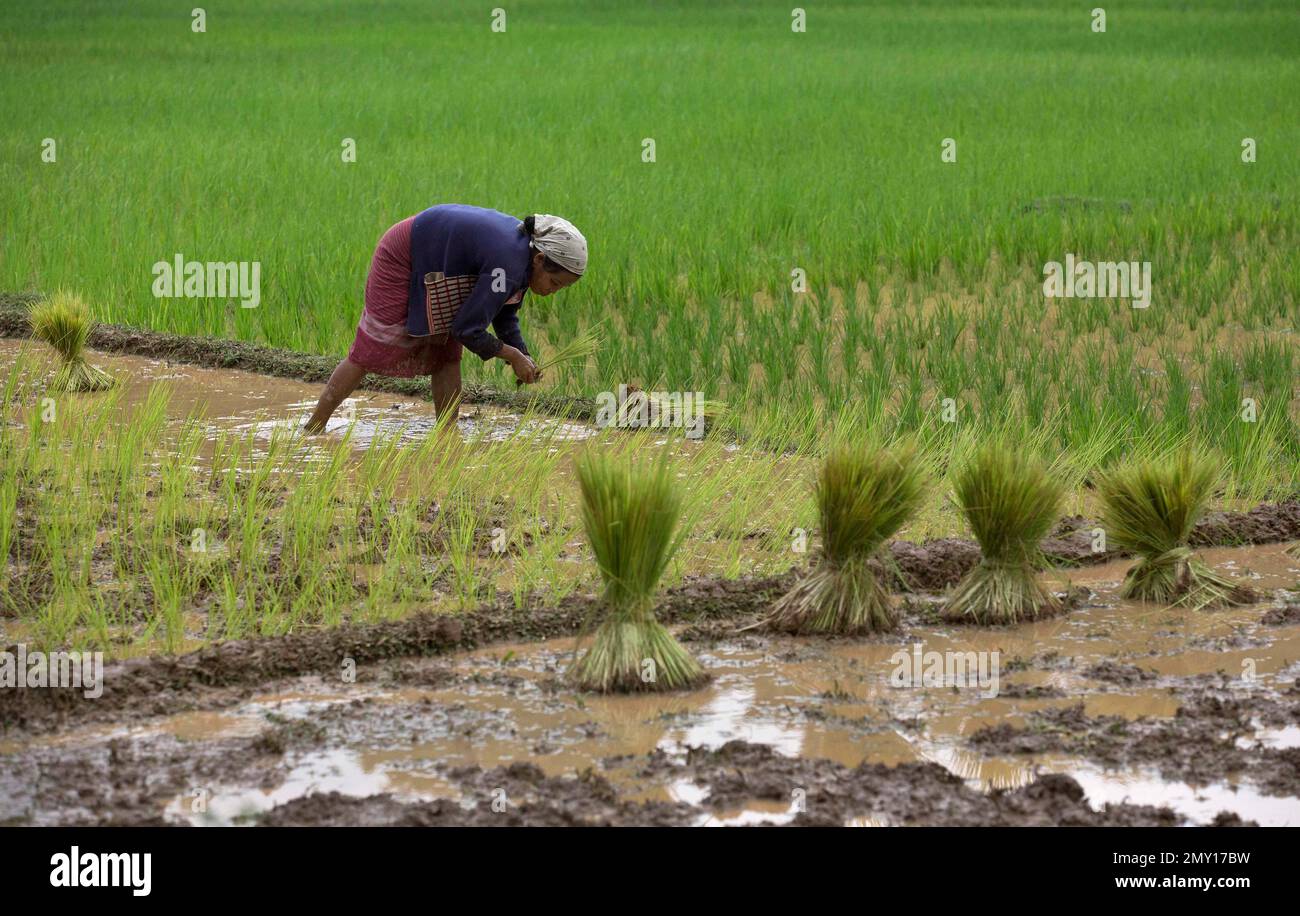 A tribal Garo woman works in a paddy field in Tura, in the northeastern ...