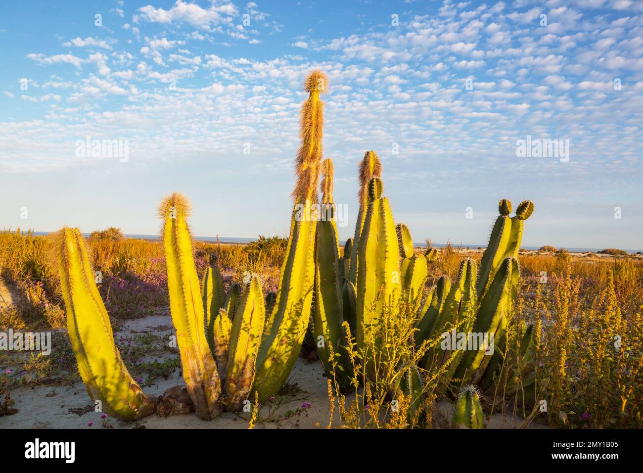 Cactus fields in Mexico, Baja California Stock Photo - Alamy