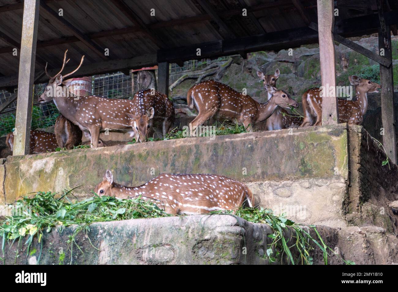 A photo of a spotted deer in a cage inside a zoo, emphasizing the ...