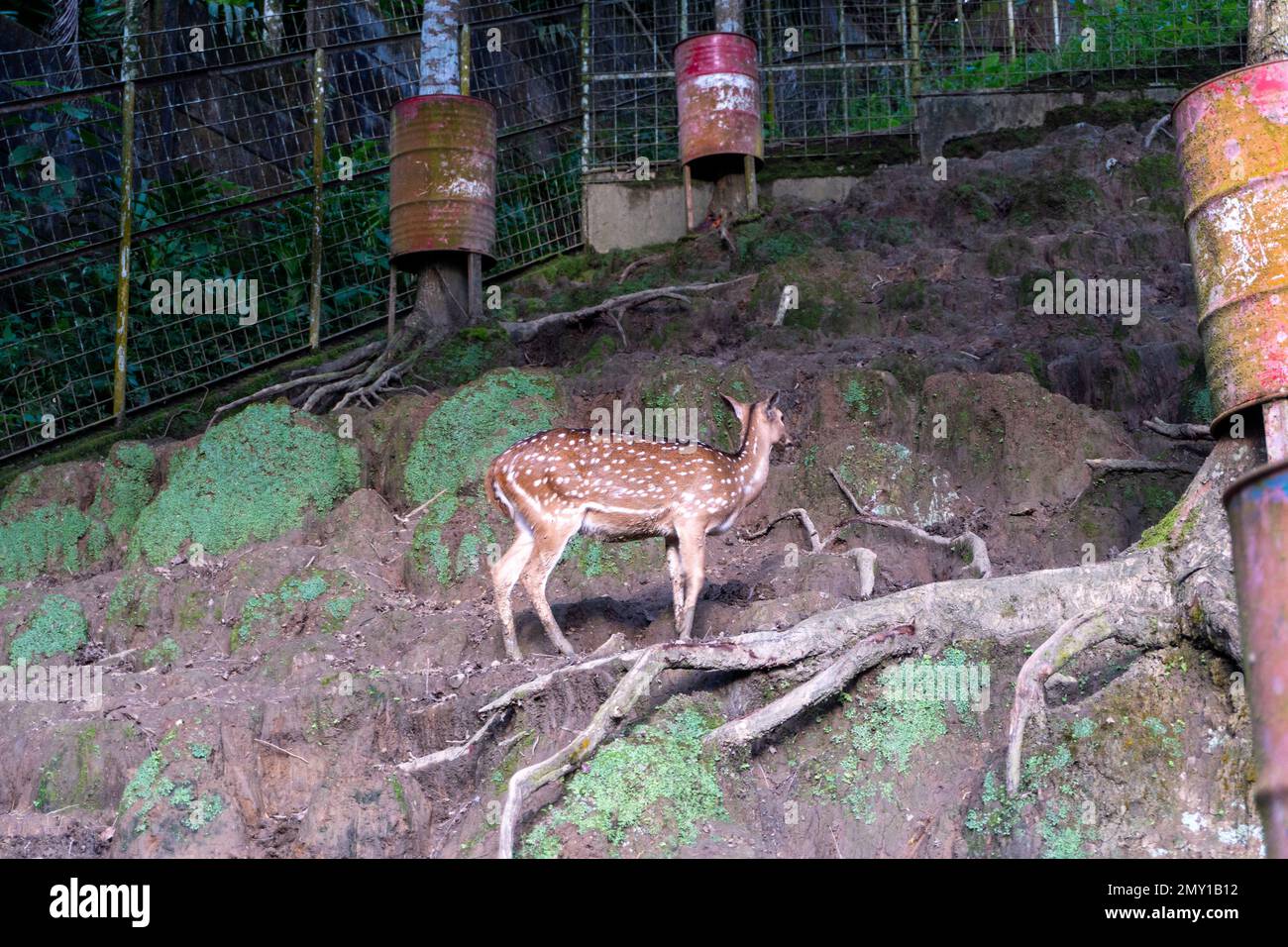 A photo of a spotted deer in a cage inside a zoo, emphasizing the ...