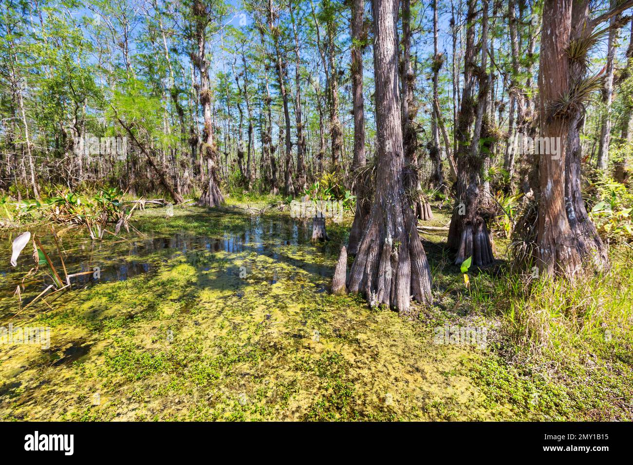 Bald Cypress Trees reflecting in the water in a florida swamp on a warm ...