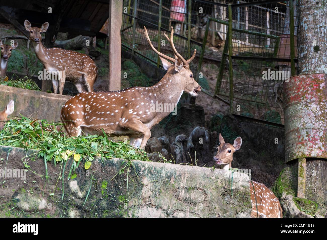 A photo of a spotted deer in a cage inside a zoo, emphasizing the ...