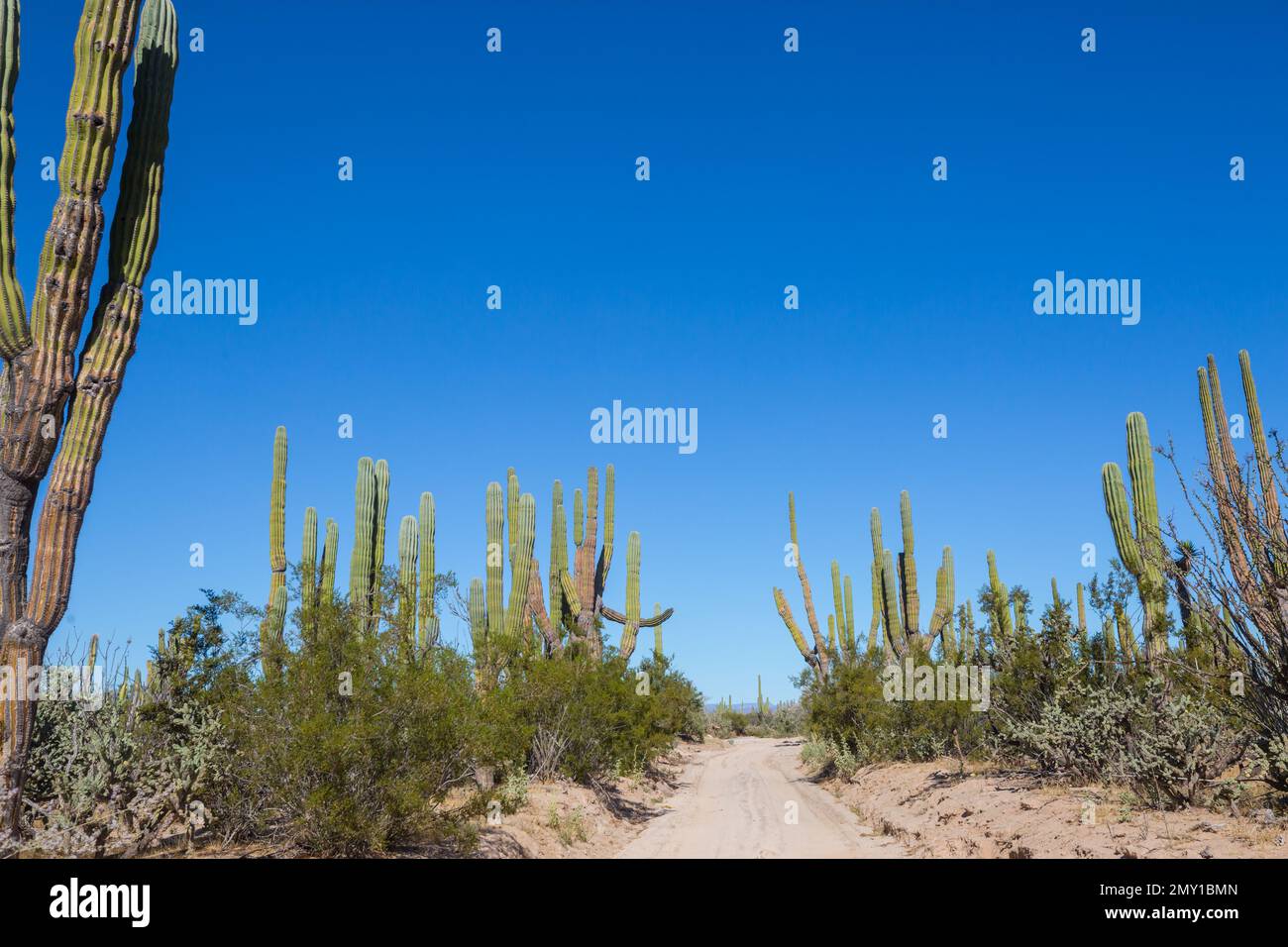 Beautiful natural landscapes in Baja California, Mexico Stock Photo - Alamy