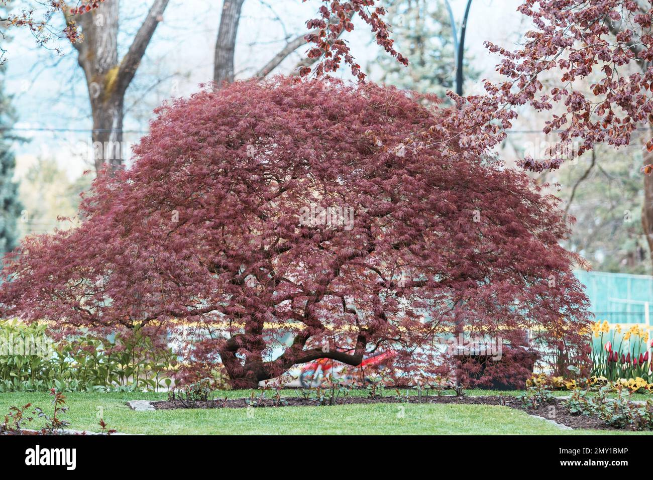 Spring scene in the green garden blossom tree springtime fresh Stock ...