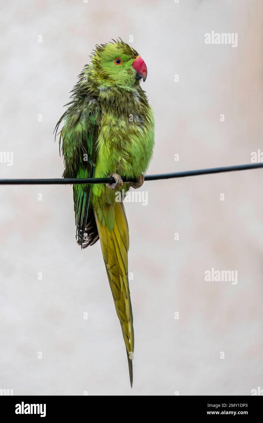 Wet rose-ringed parakeet close up sitting on an electrical line under ...