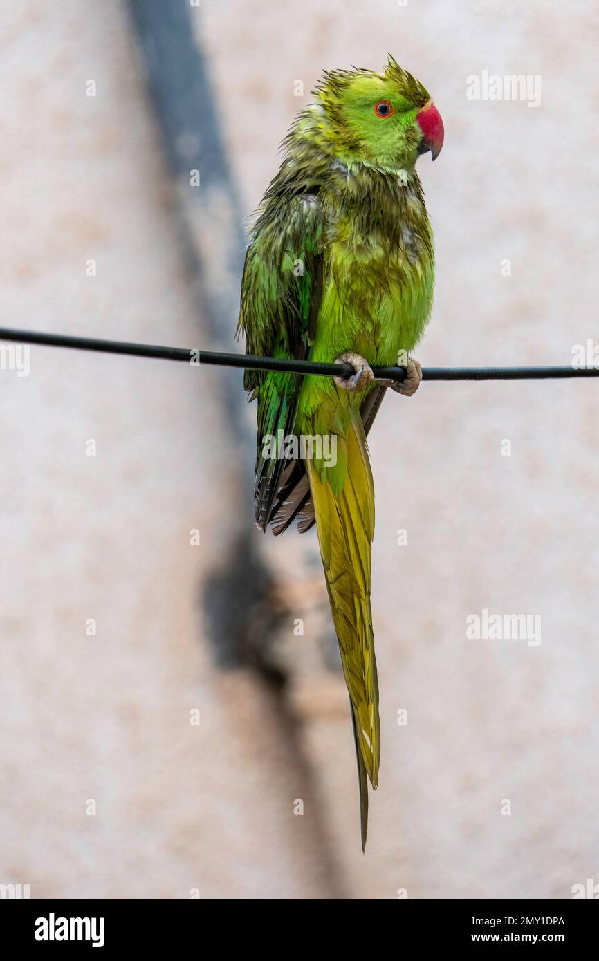 Wet rose-ringed parakeet close up sitting on an electrical line under ...