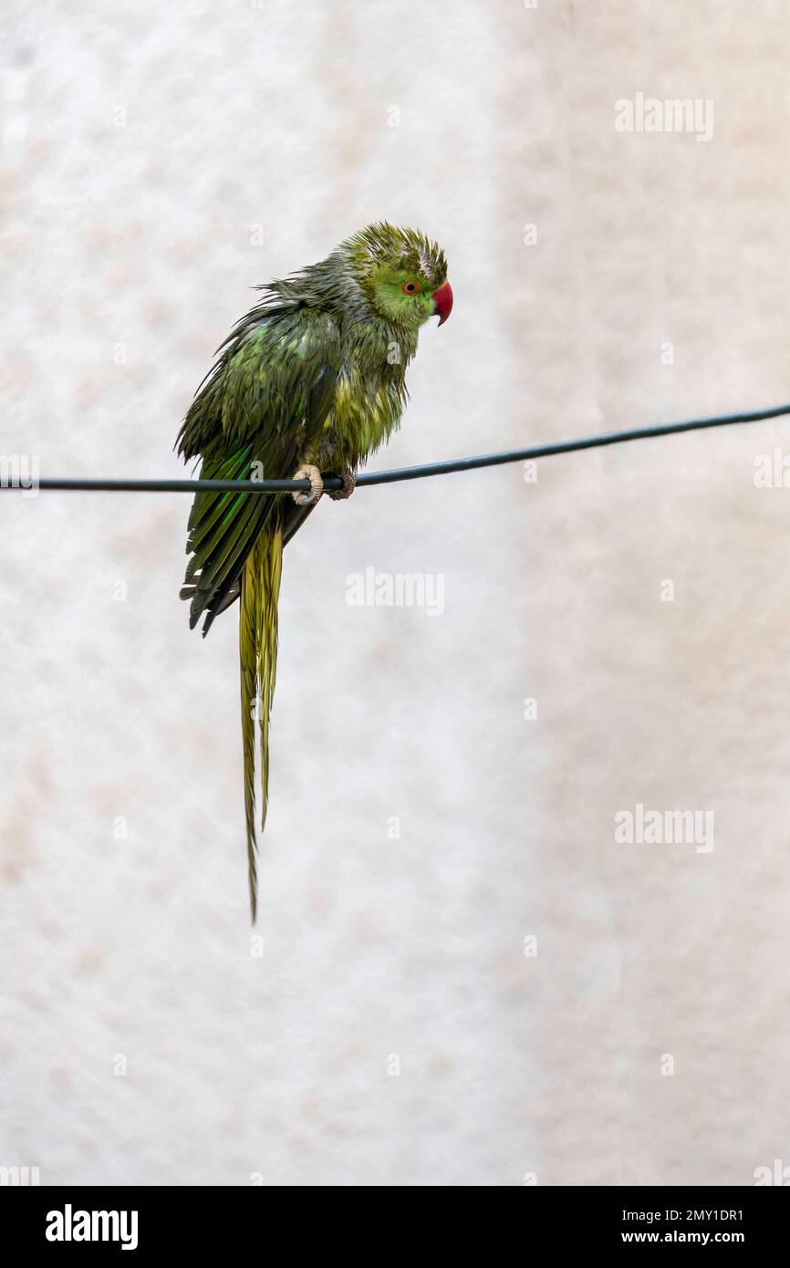 Wet rose-ringed parakeet close up sitting on an electrical line under ...