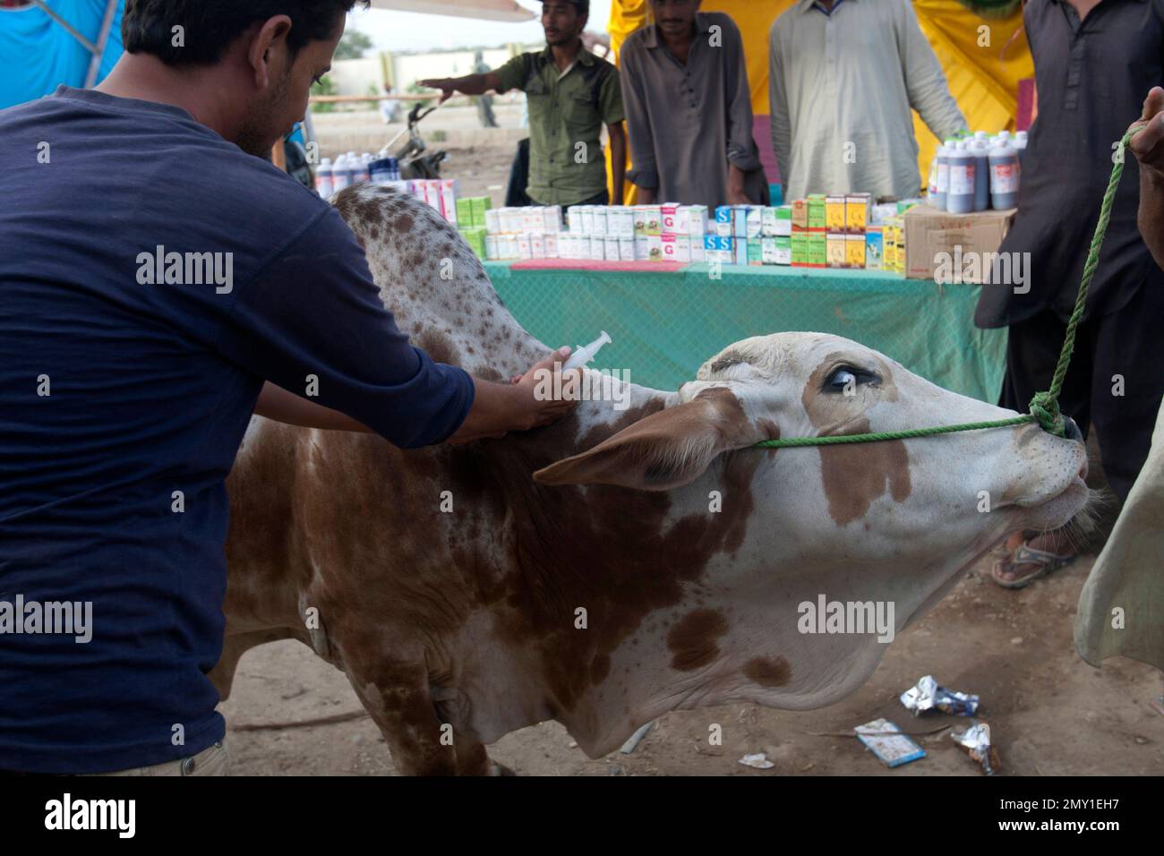 A Pakistani veterinary doctor injects vaccine to an animal at a market ...