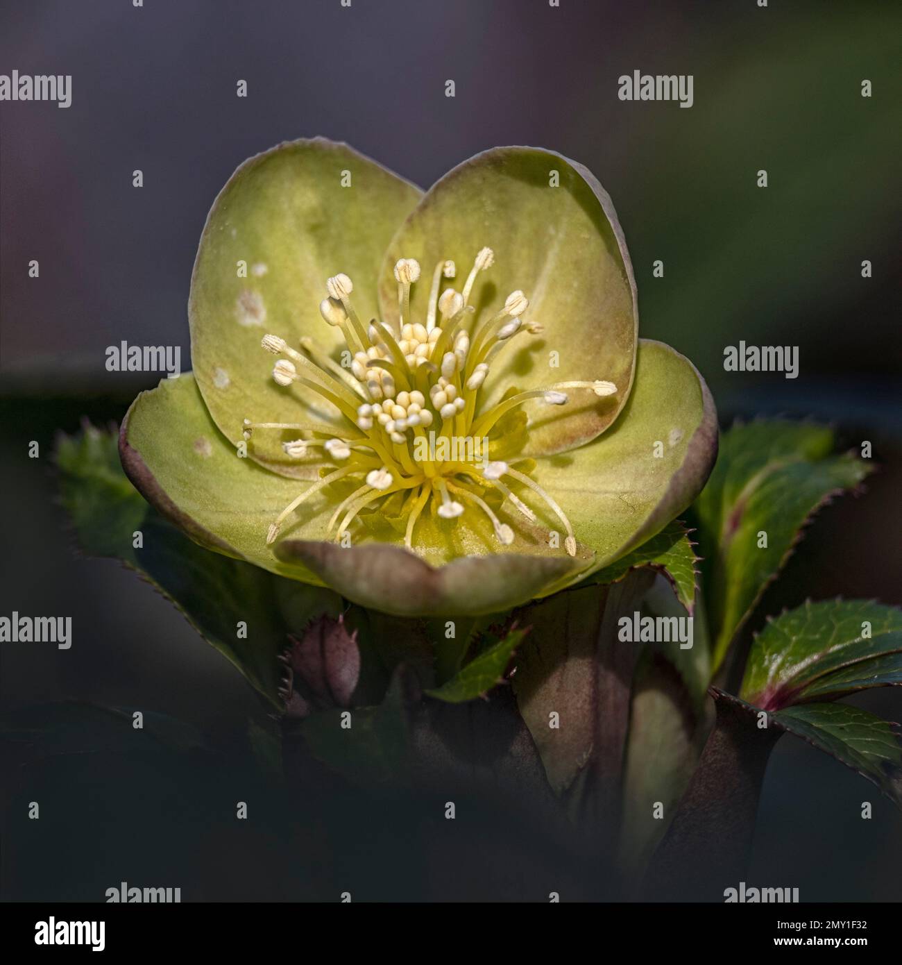Single flower of Helleborus x sternii late winter Stock Photo - Alamy