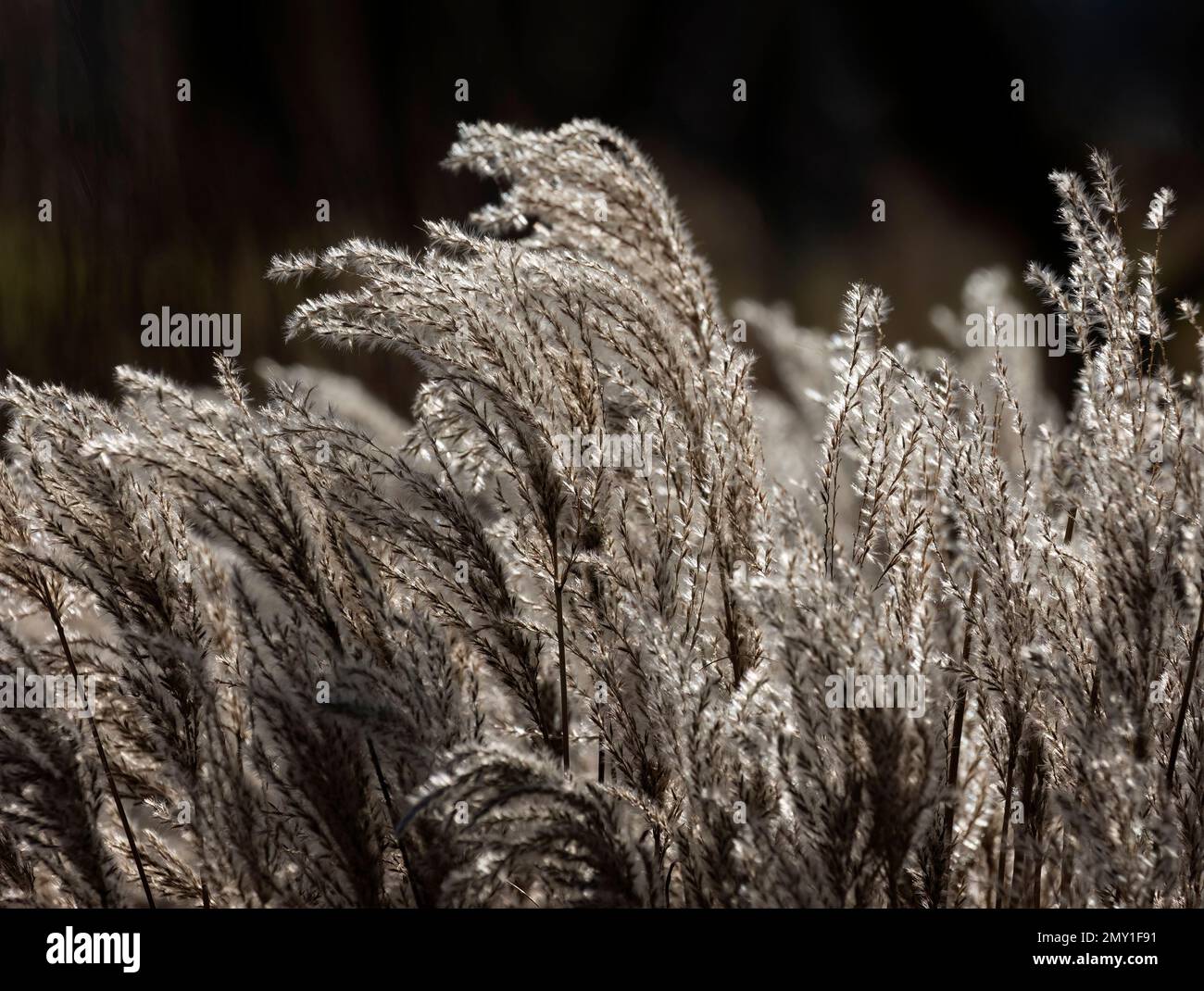 Closeup of seed heads of Japanese silver grass Miscanthus sinensis ...