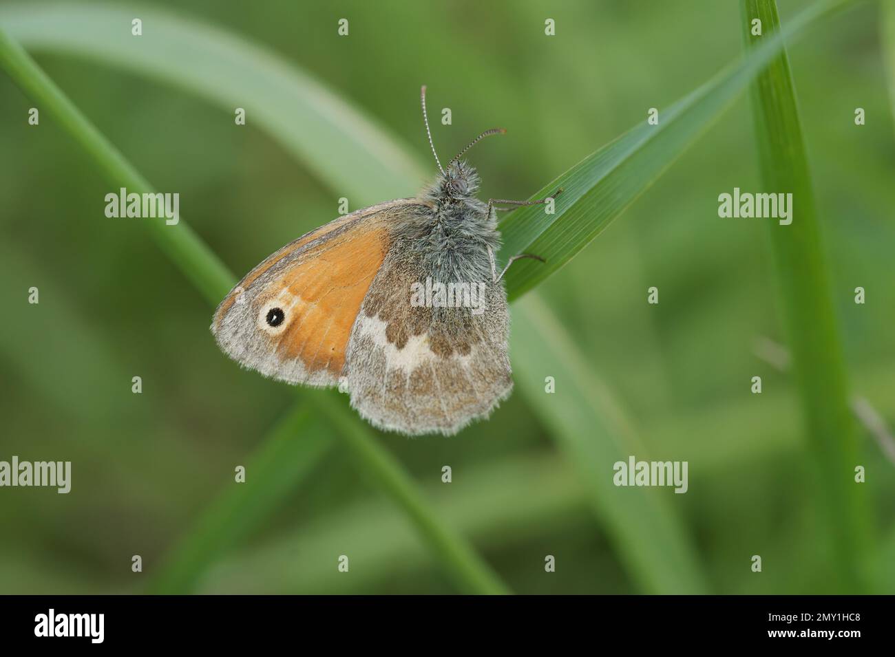 Natural closeup on a Small Heath butterfly, Coenonympha pamphilus ...