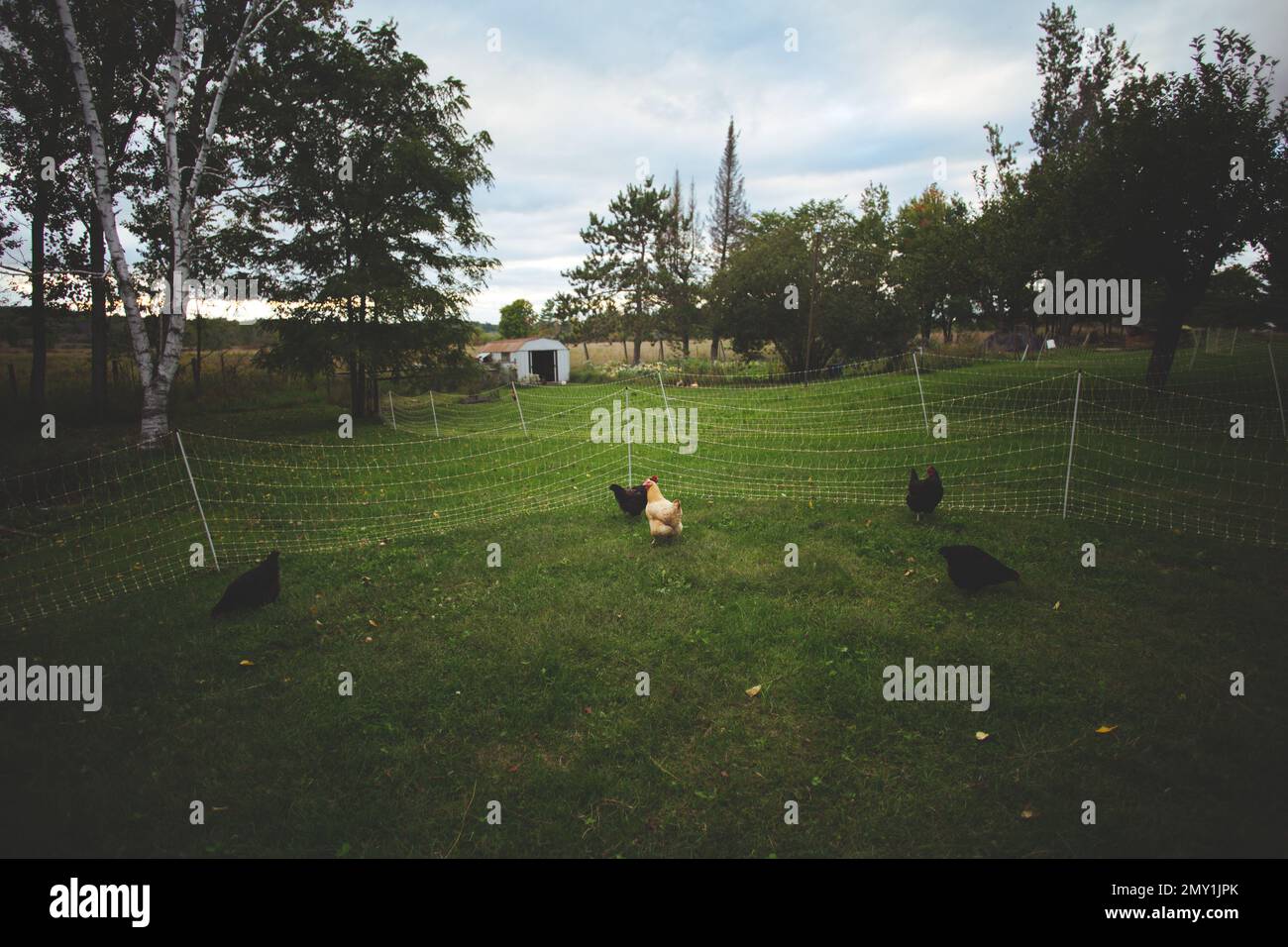 The chickens in a small farm in Ontario, Canada during the daytime on ...