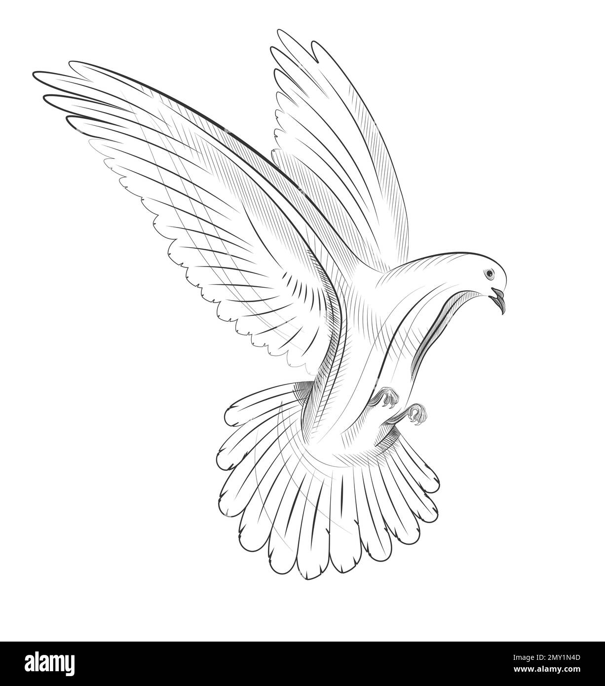 Hand drawn flying pigeon against white background vector illustration ...