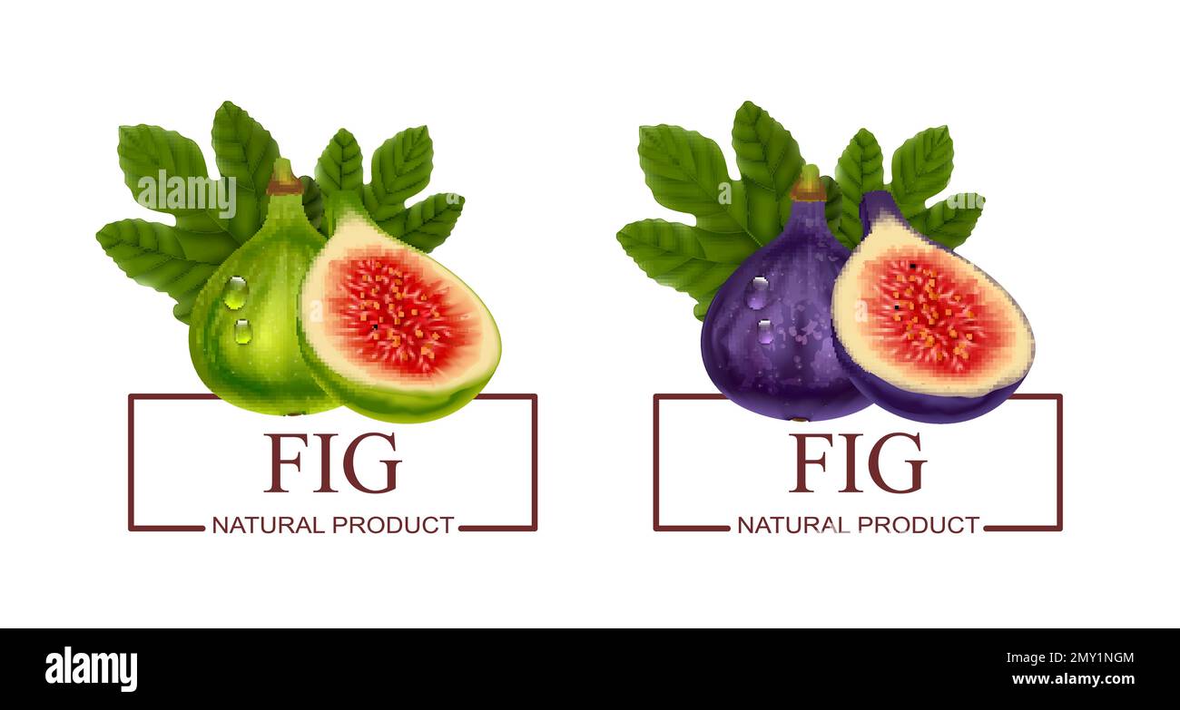 Fig natural product two labels with green and purple realistic fresh fruits isolated vector ...