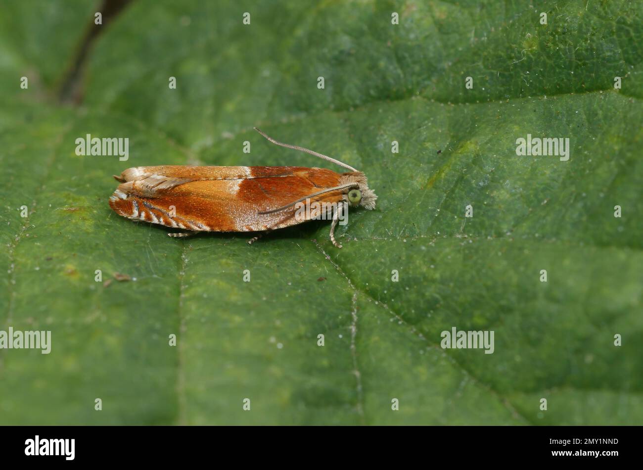 Natural closeup on the small but colorful Red roller moth, Ancylis ...