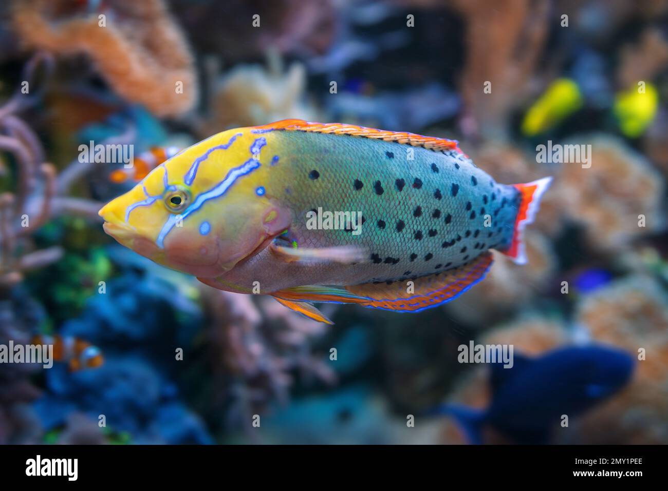 Queen Coris Fish (Coris formosa Stock Photo - Alamy