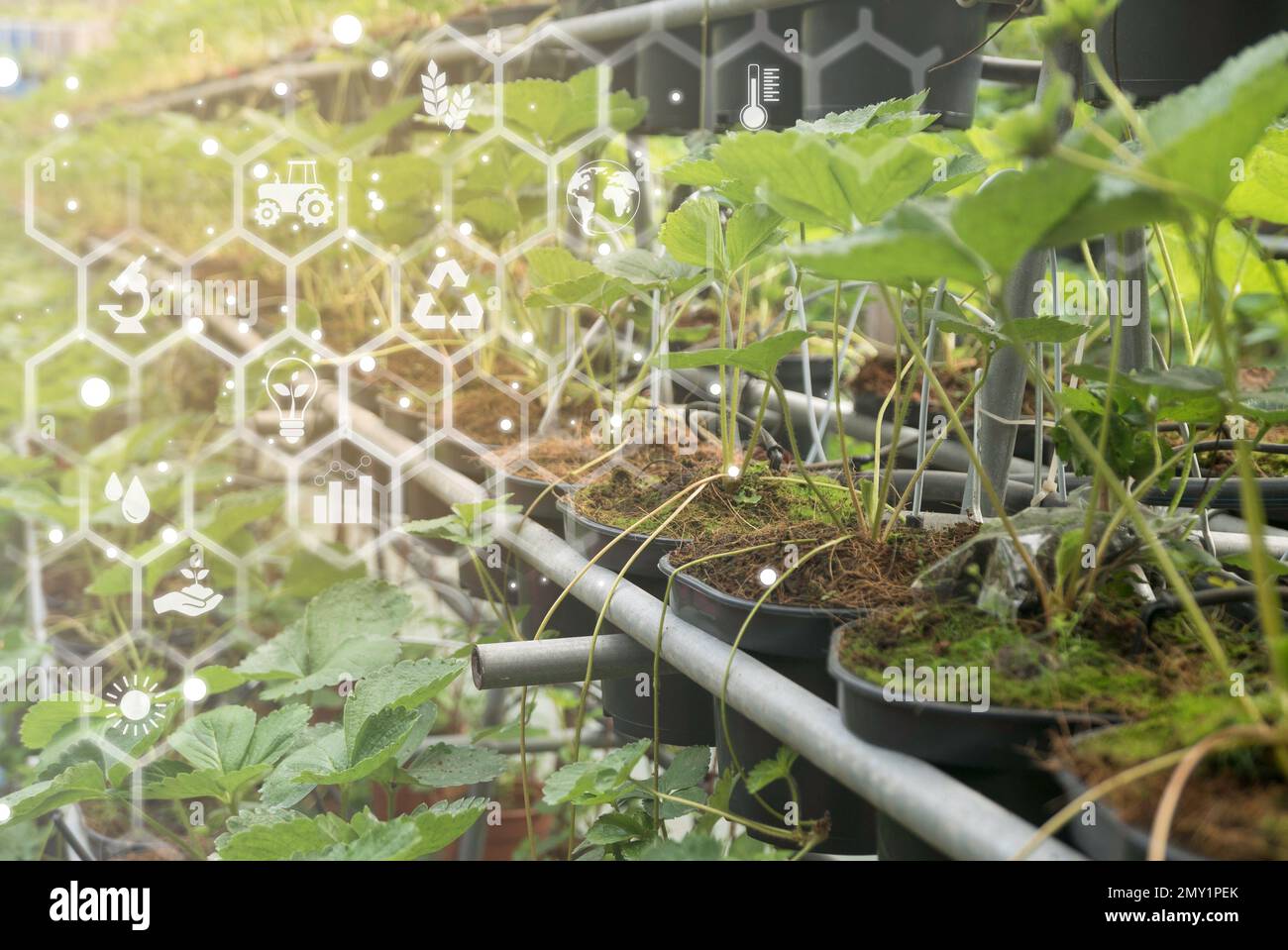 Plants background with biochemistry structure. Natural and science ...