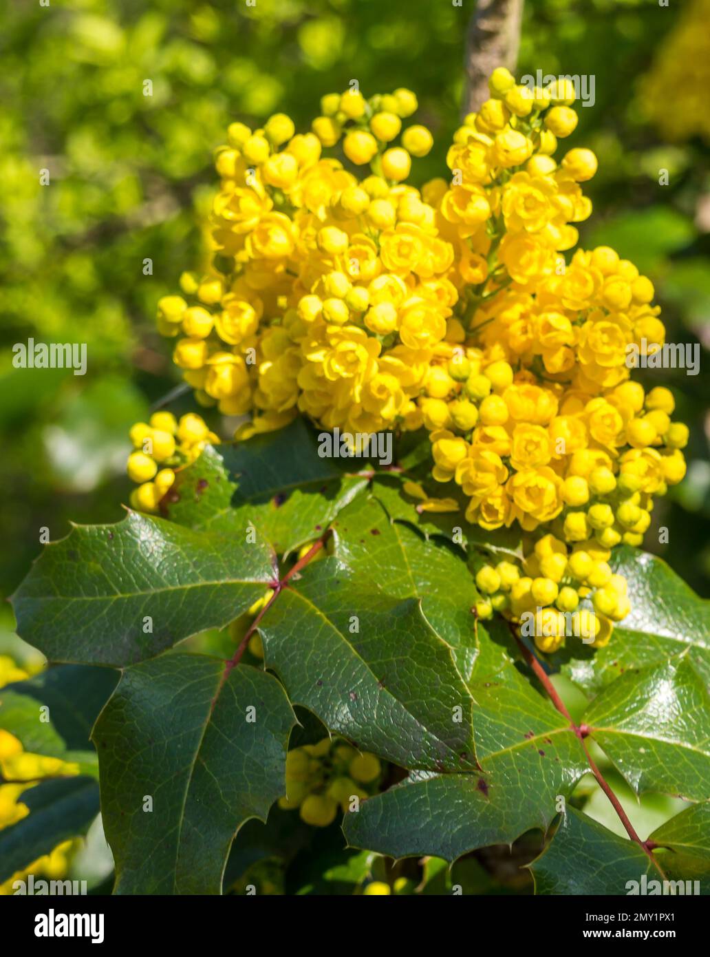 Japanese mahonie hi-res stock photography and images - Alamy