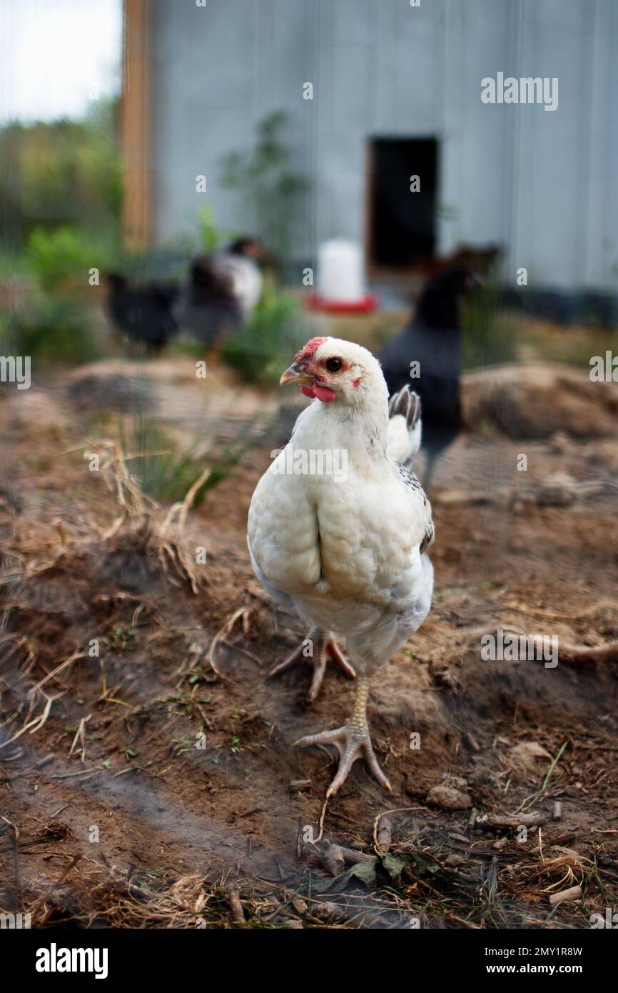 The chickens behind the fence in a small farm in Ontario during the ...