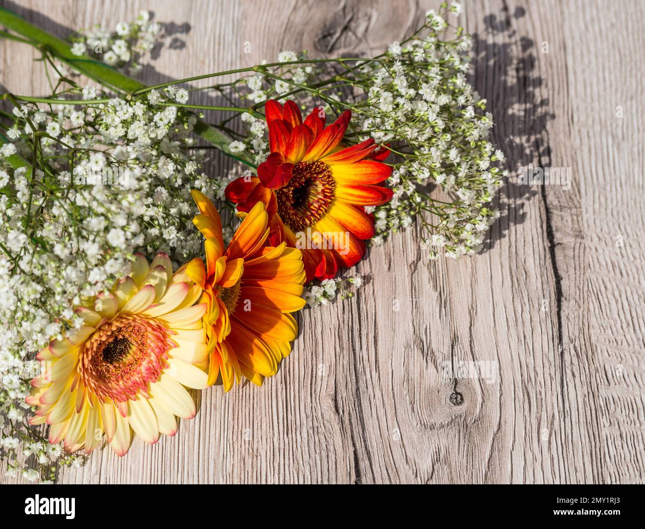 Everlasting material hi-res stock photography and images - Alamy