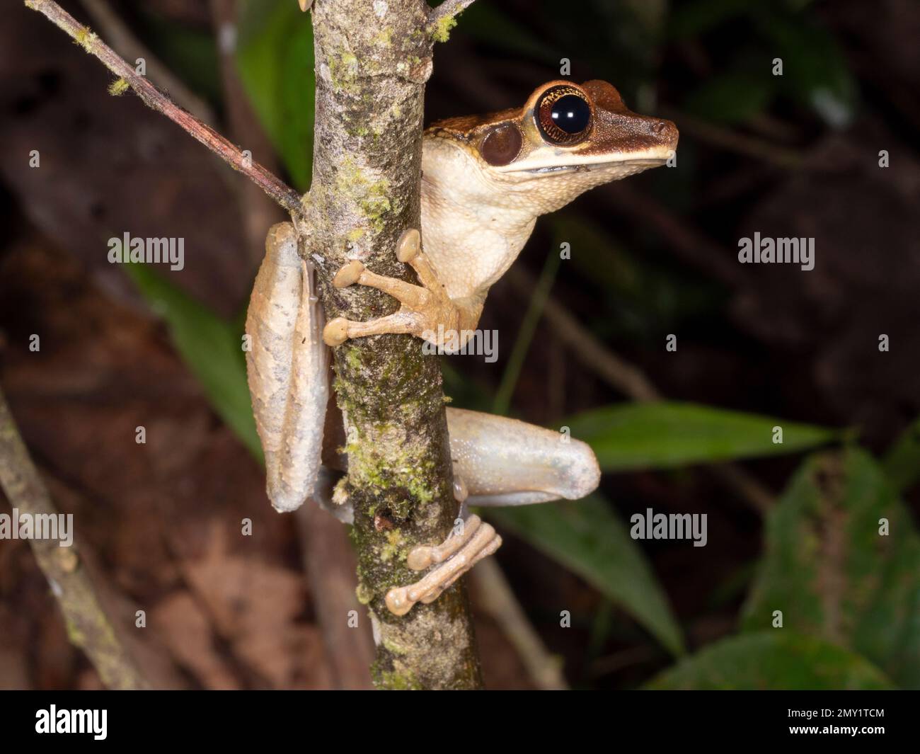 Flat broad-headed tree frog (Osteocephalus planiceps) on a branch in ...