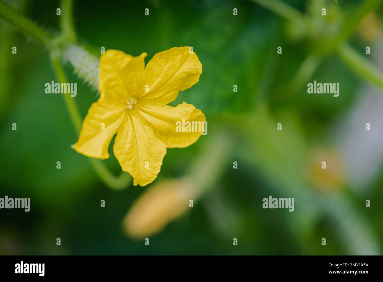 Yellow cucumber flower Stock Photo - Alamy