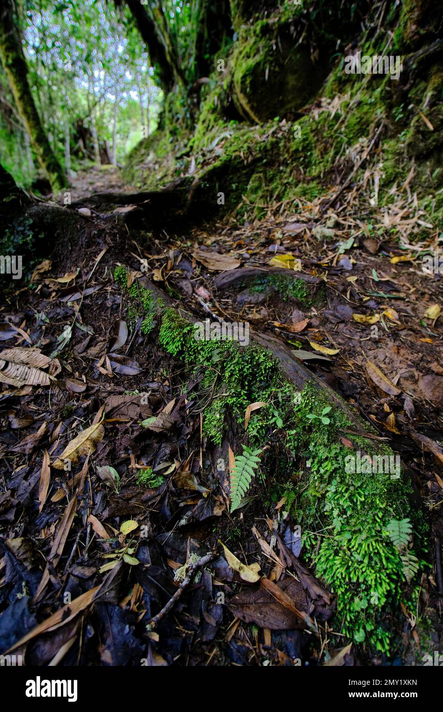 Impressive scene of fragment of landscape in the cloud forest, the ...