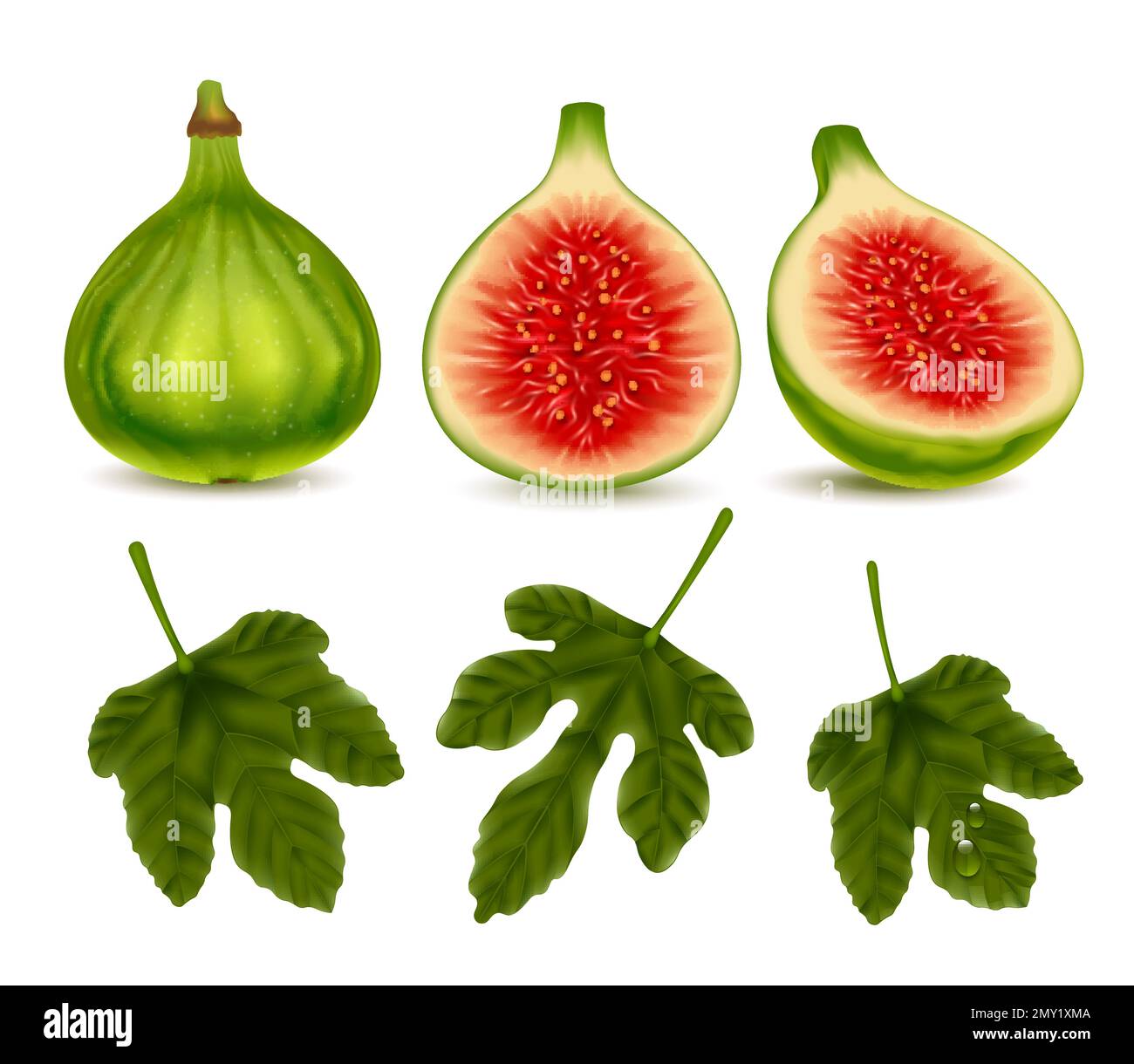 Green fig realistic set of fresh whole and half ripe fruits and leaves ...