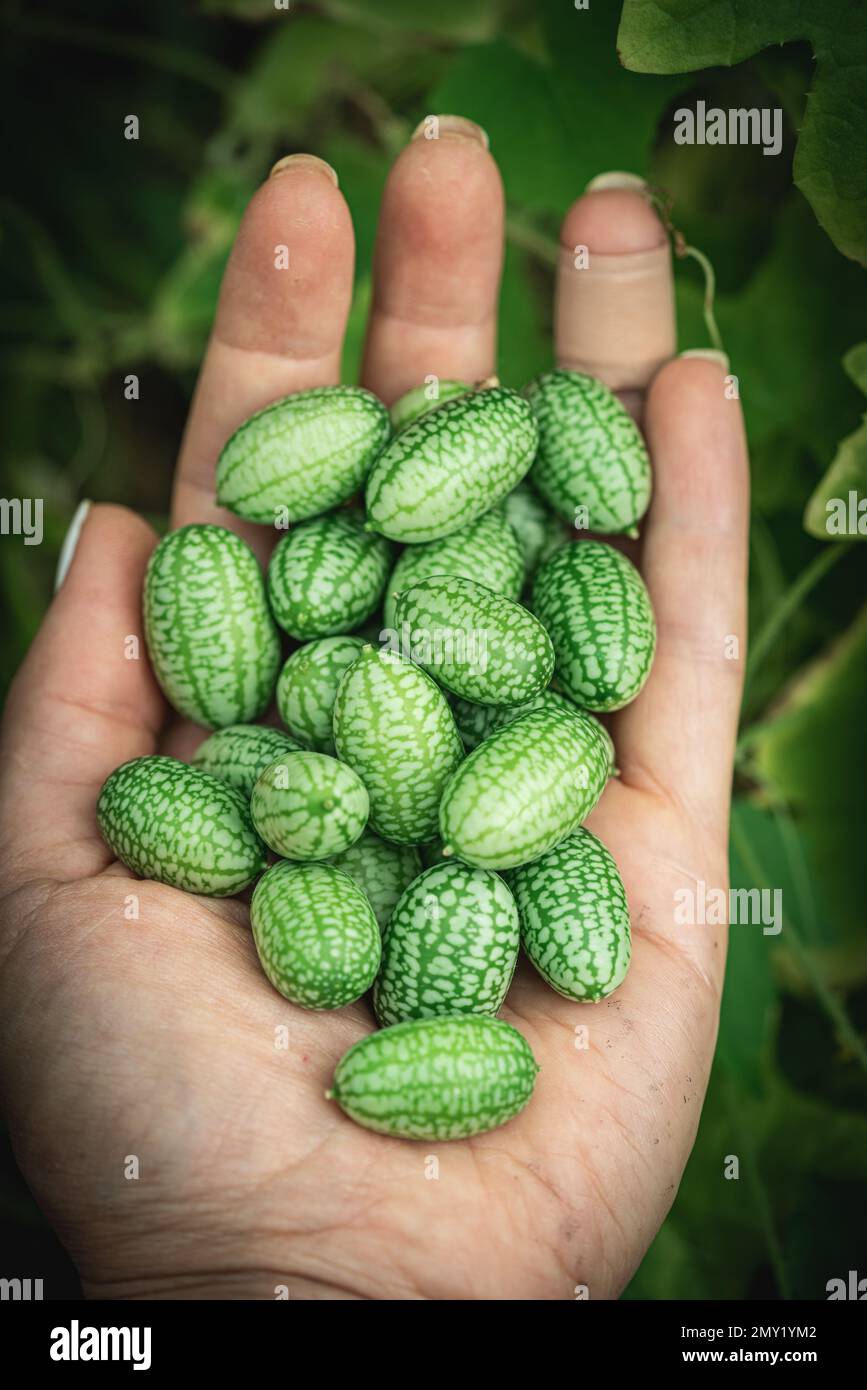 Mexican sour watermelons hi-res stock photography and images - Alamy