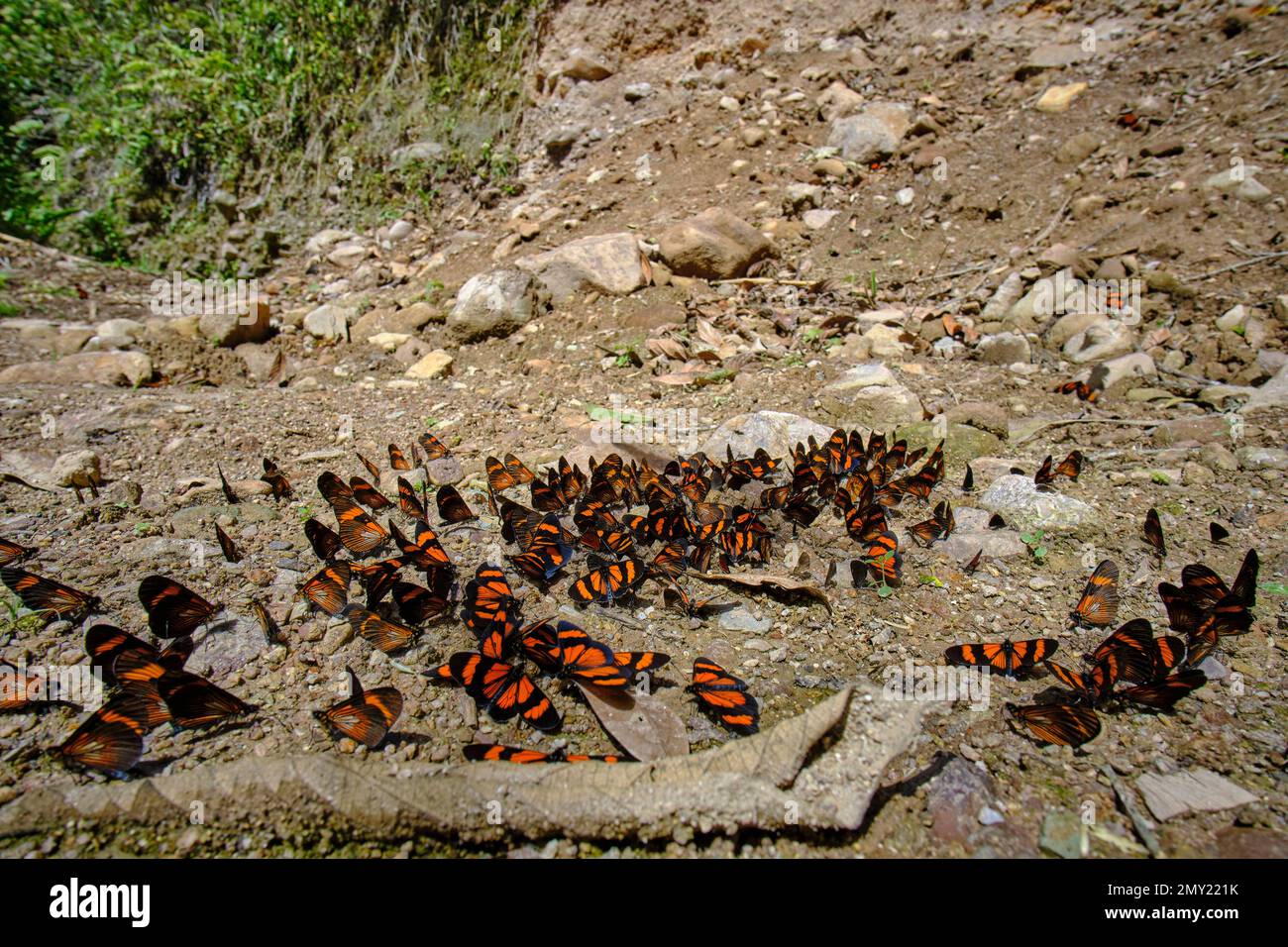 Group of butterflies (order Lepidoptera) perched on a space of soil ...