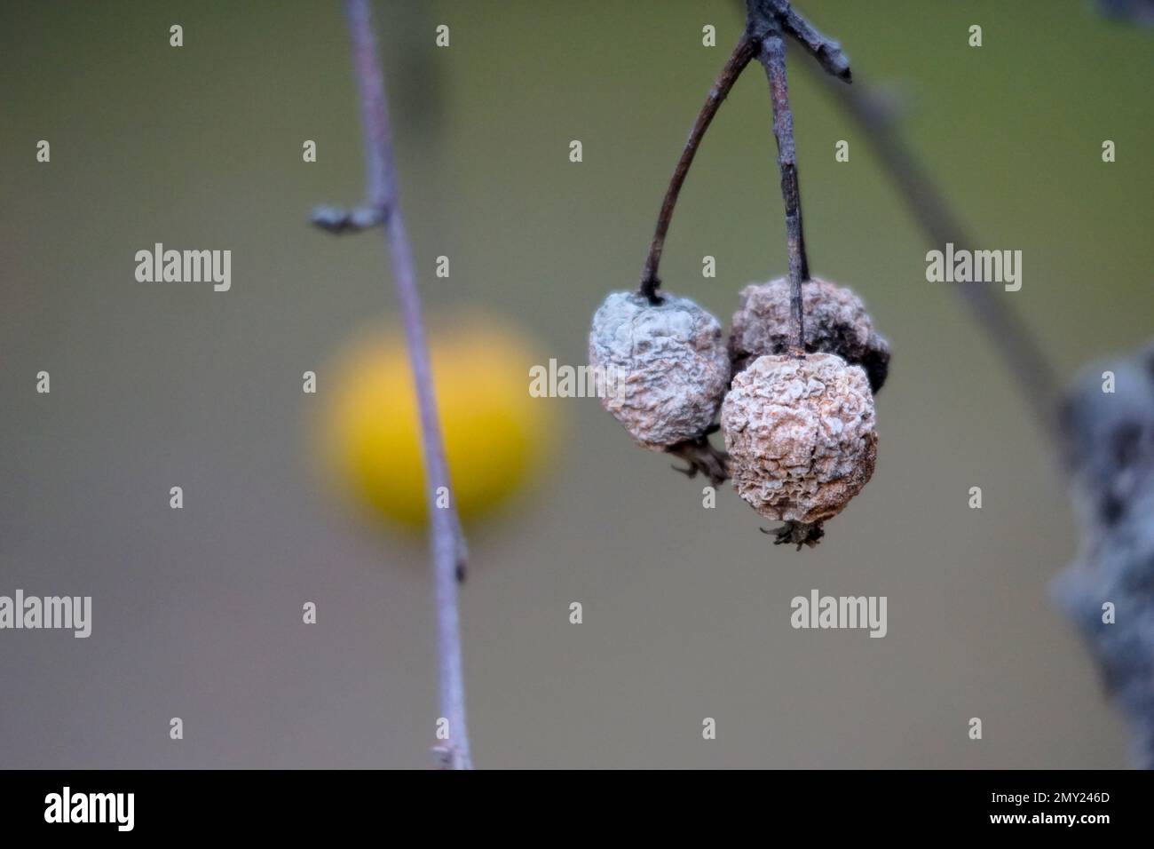Rotting apples on tree in orchard hi-res stock photography and images ...
