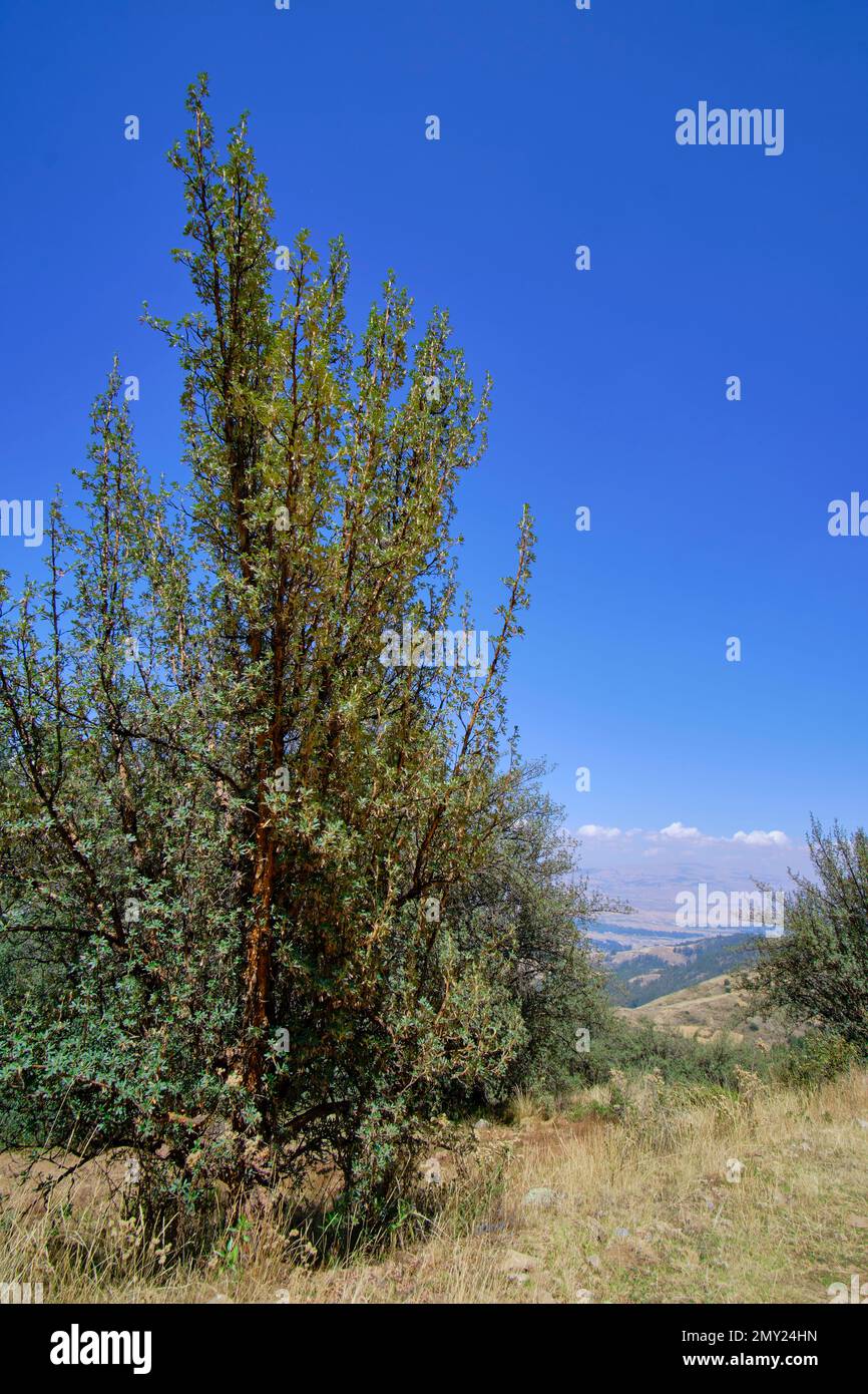 Paper tree (Polylepis incana), beautiful detail of native forest in the ...