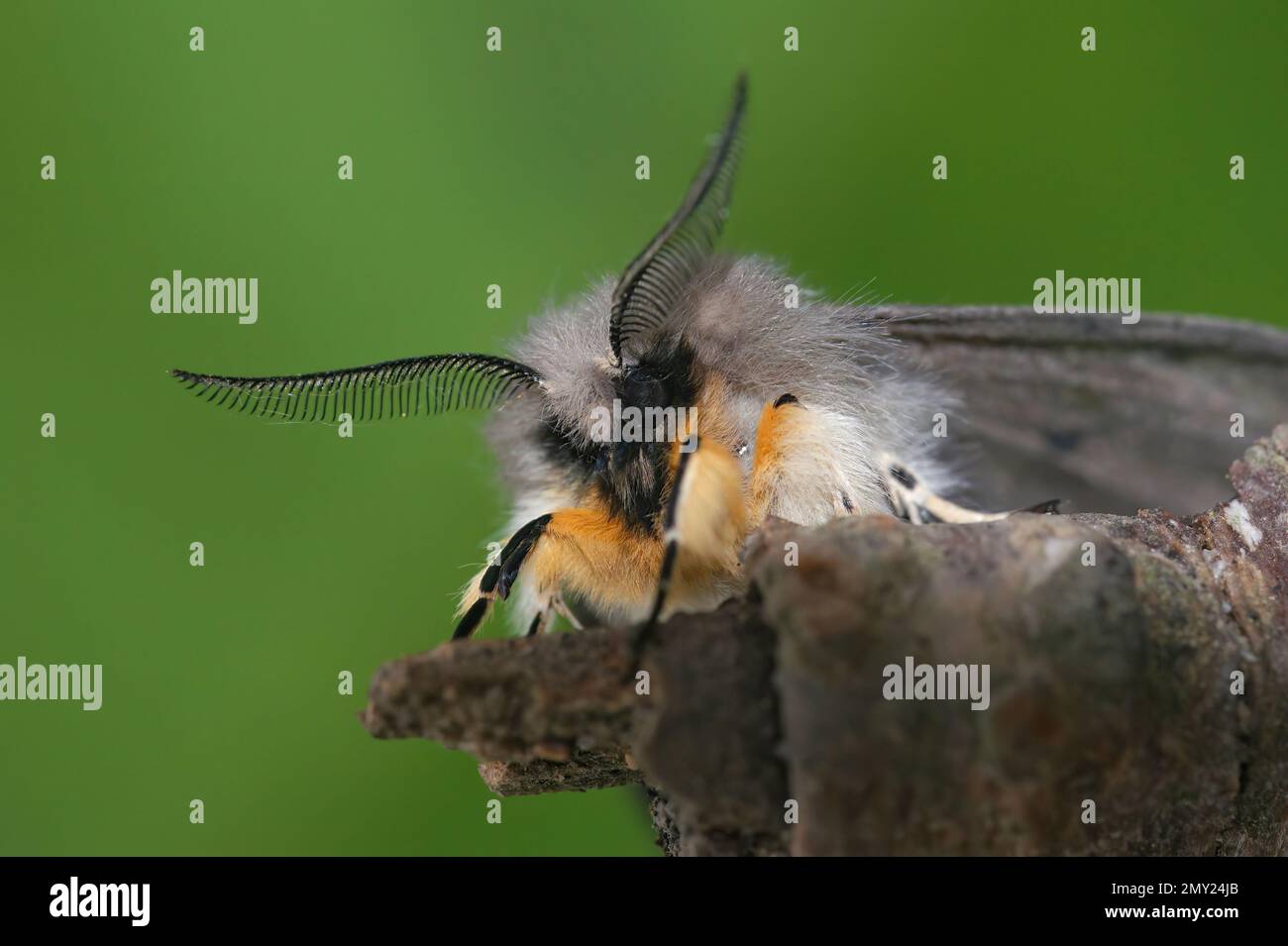 Detailed close-up macro image of hairy head and face of Diaphora ...