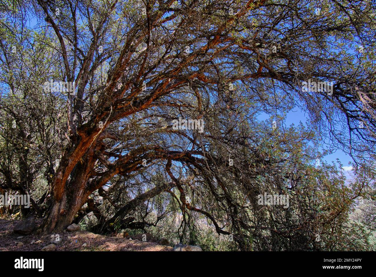 Paper tree (Polylepis incana), beautiful detail of native forest in the ...