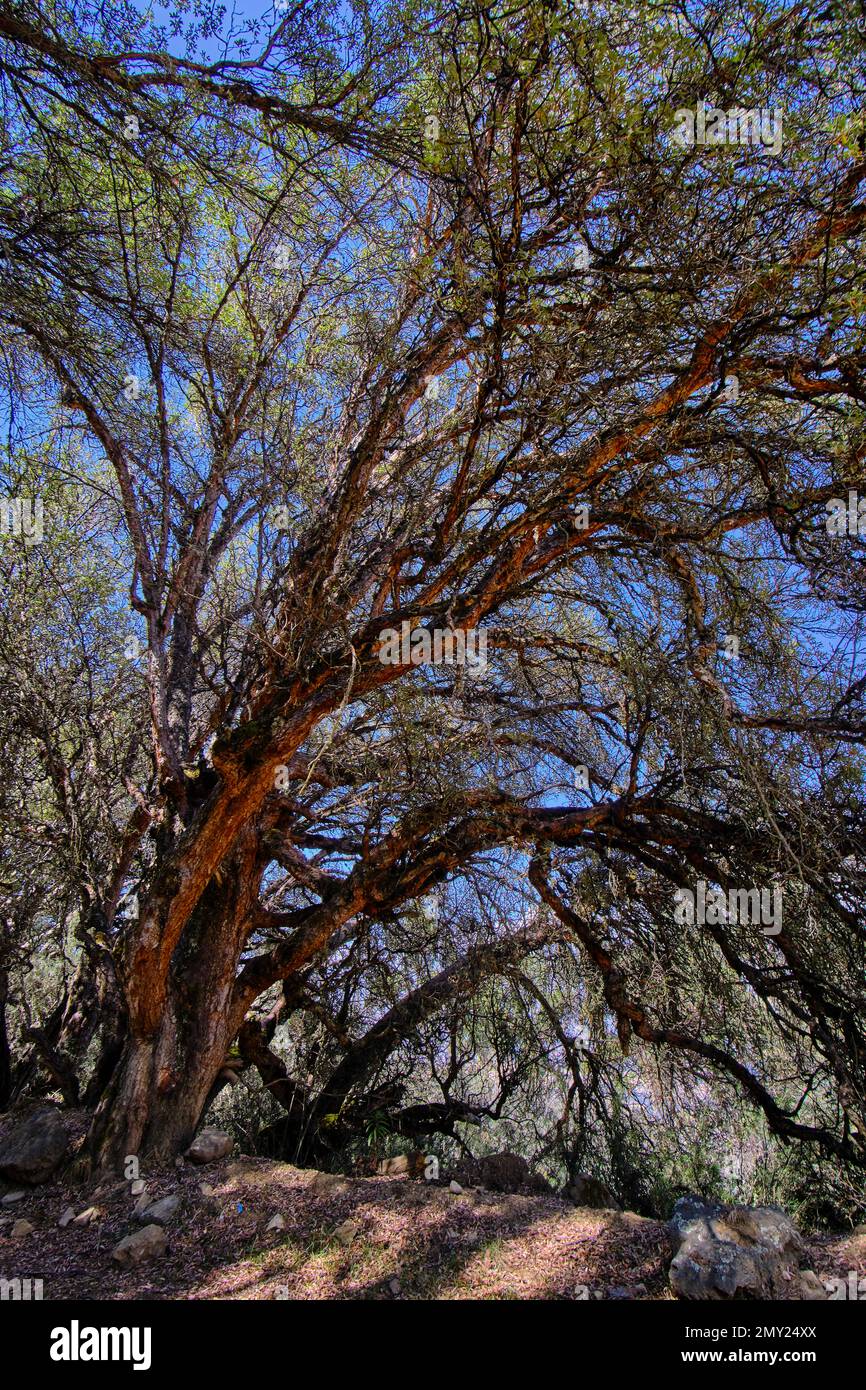 Paper tree (Polylepis incana), beautiful detail of native forest in the ...