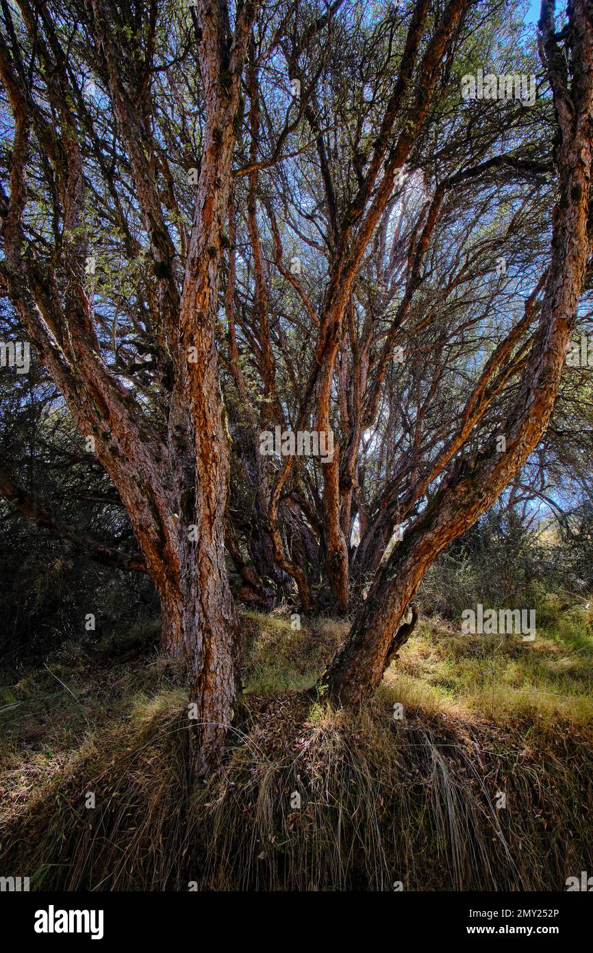 Paper tree (Polylepis incana), beautiful detail of native forest in the ...