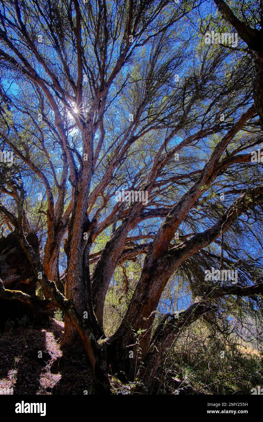 Paper tree (Polylepis incana), beautiful detail of native forest in the ...
