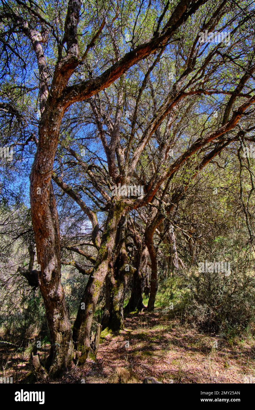 Paper tree (Polylepis incana), beautiful detail of native forest in the ...