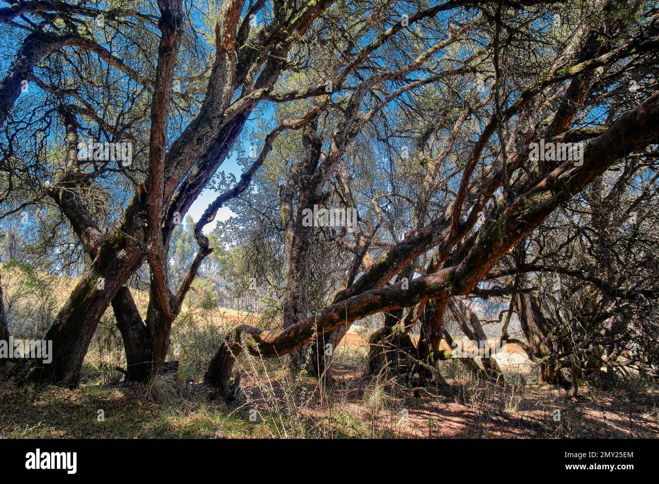 Paper tree (Polylepis incana), beautiful detail of native forest in the ...