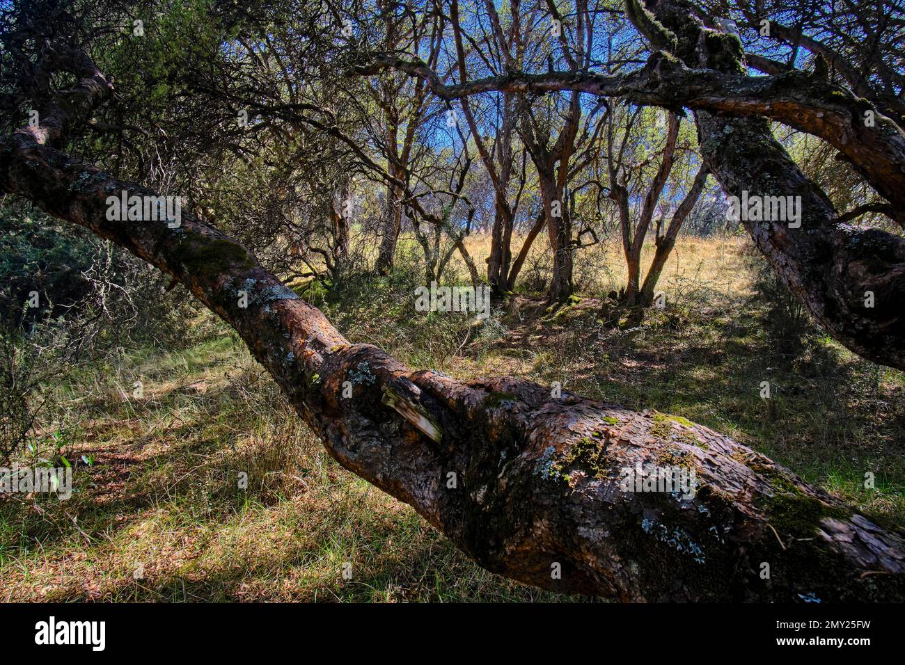 Paper tree (Polylepis incana), beautiful detail of native forest in the ...