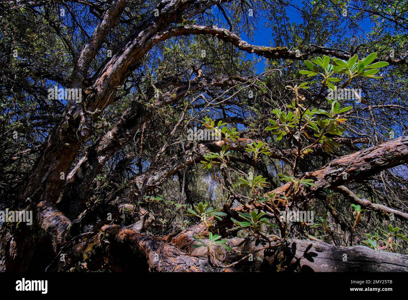 Paper tree (Polylepis incana), beautiful detail of native forest in the ...