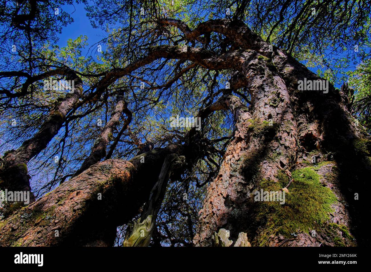 Paper tree (Polylepis incana), beautiful detail of native forest in the ...