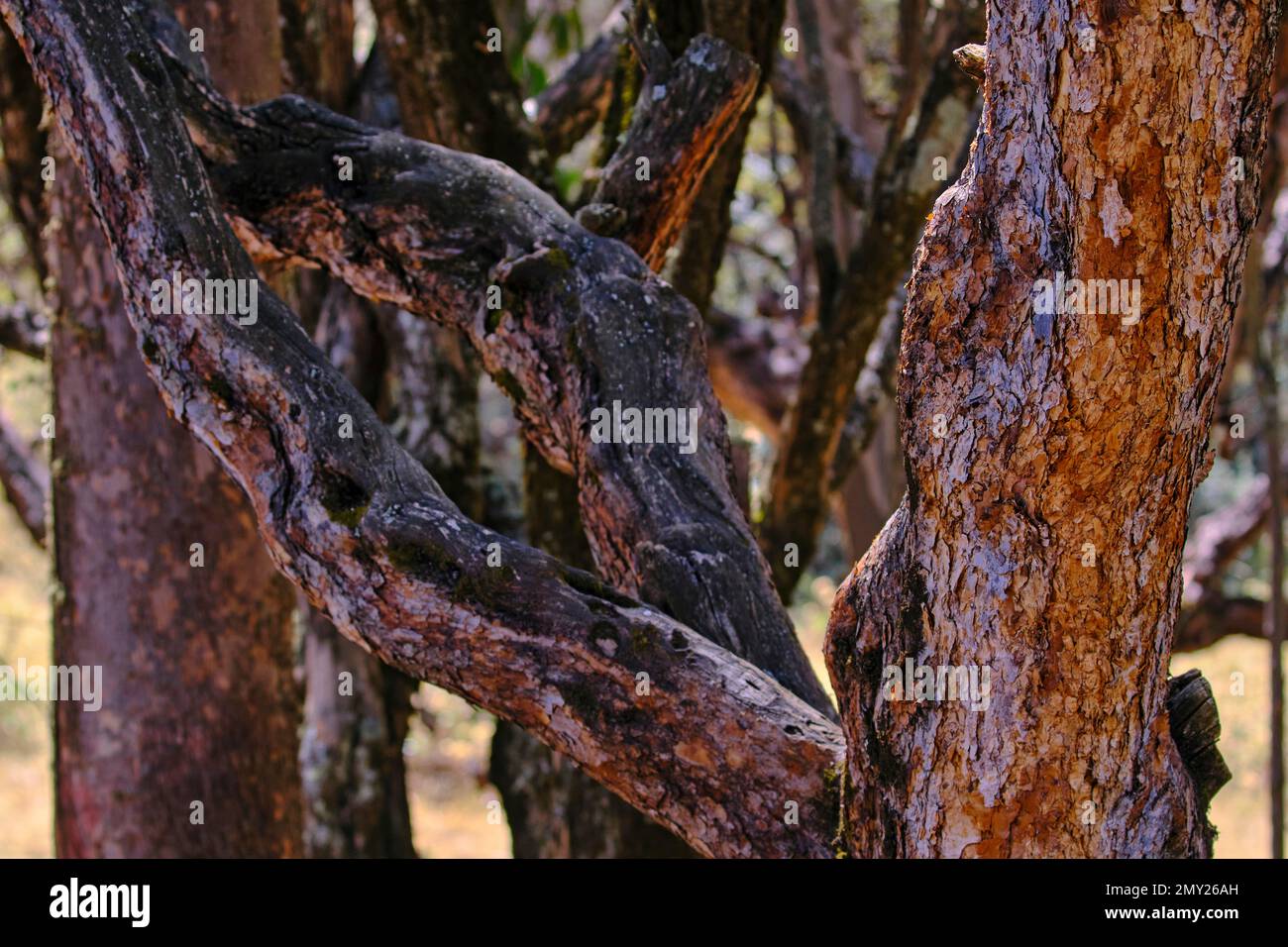Paper tree (Polylepis incana), beautiful detail of native forest in the ...