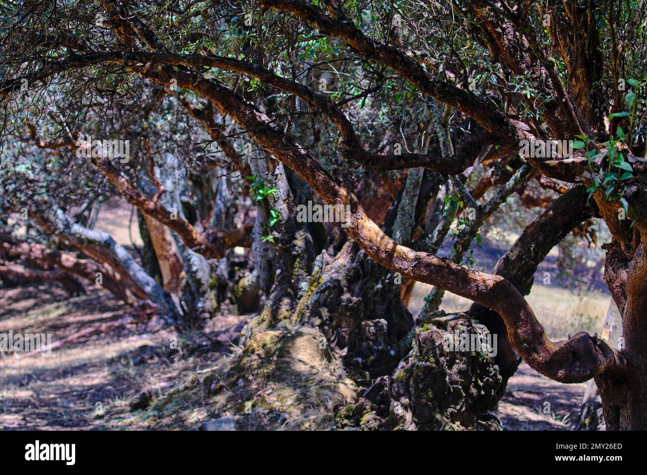 Paper tree (Polylepis incana), beautiful detail of native forest in the ...