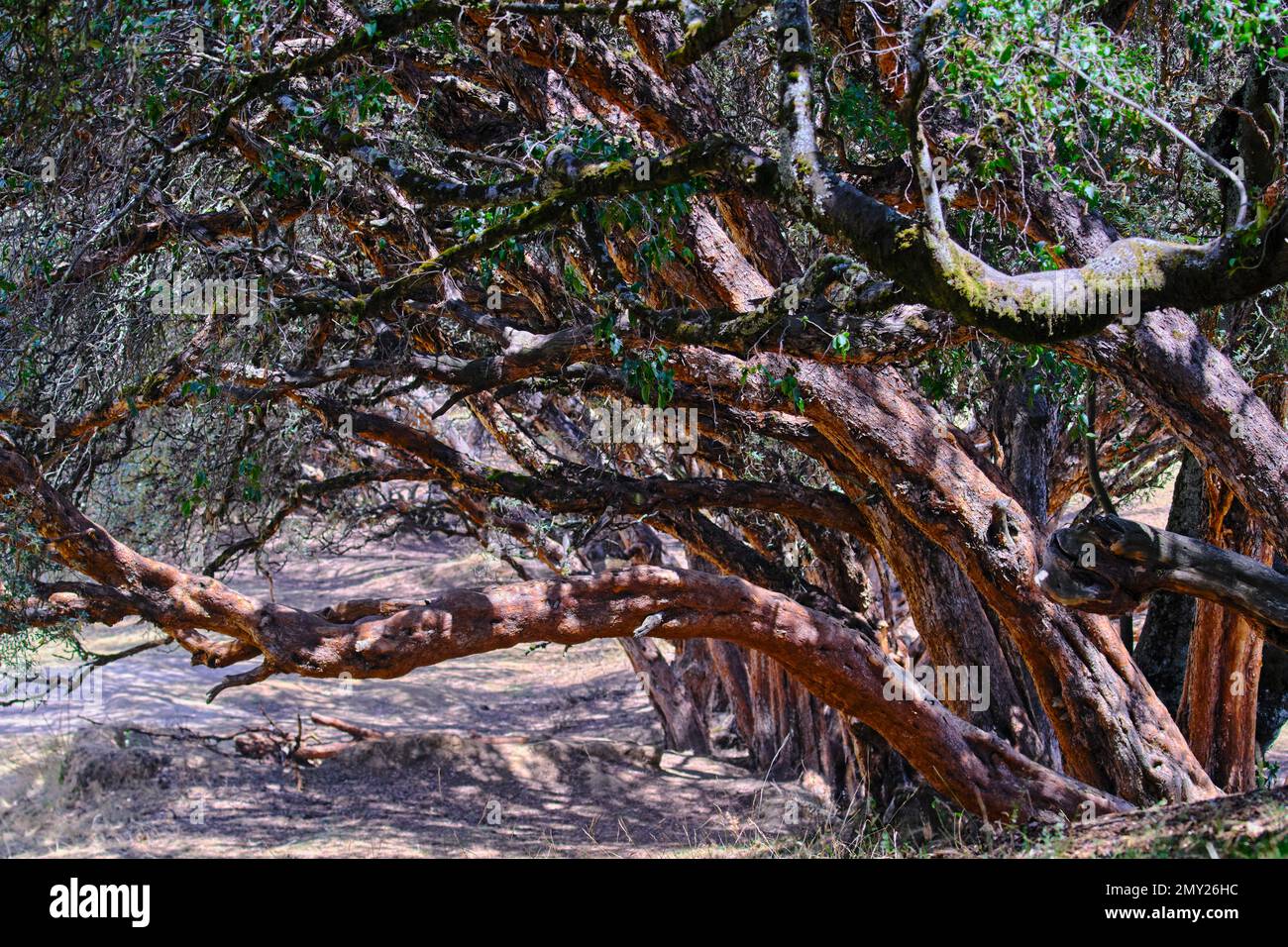 Paper tree (Polylepis incana), beautiful detail of native forest in the ...