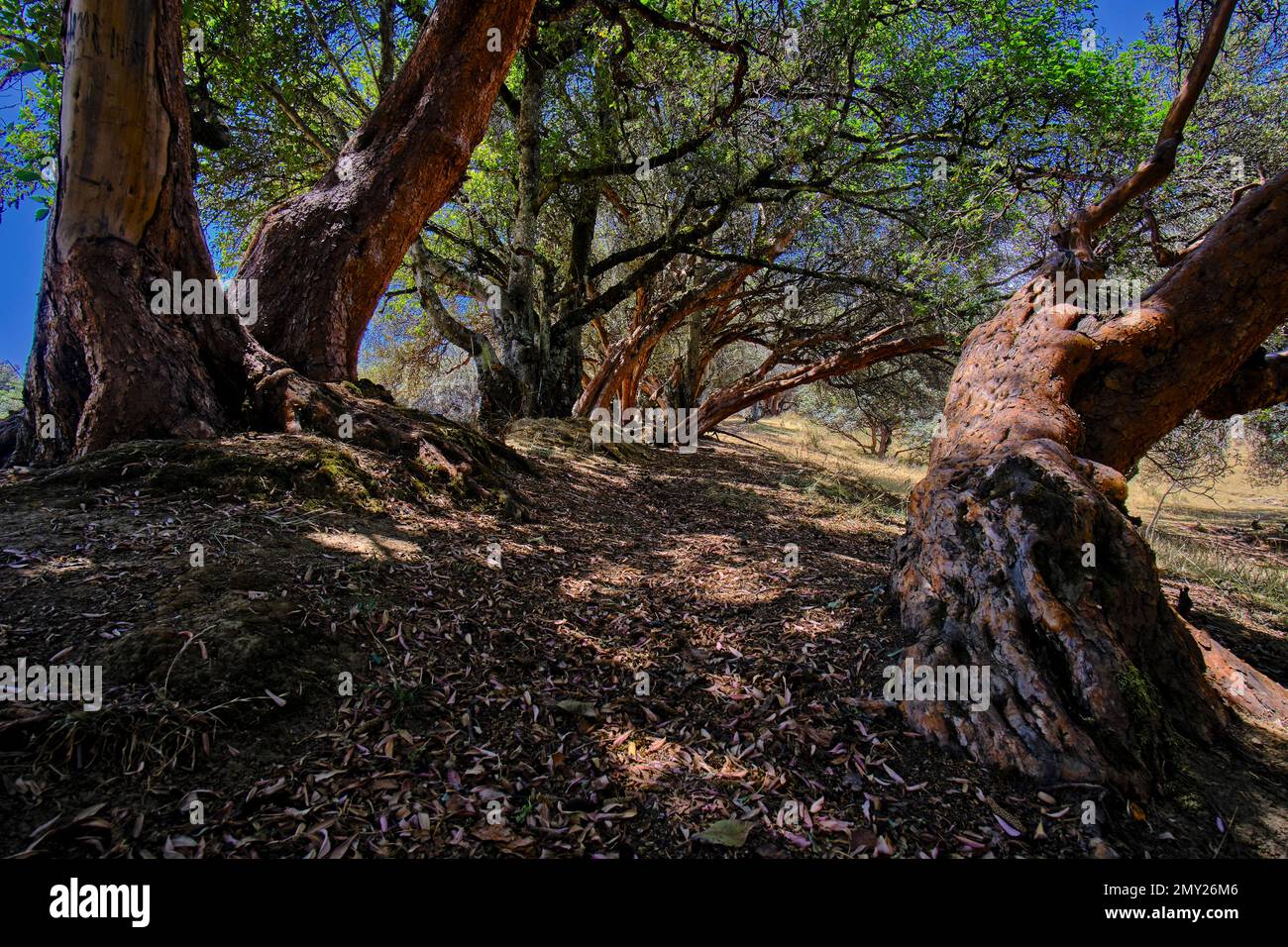Paper tree (Polylepis incana), beautiful detail of native forest in the ...